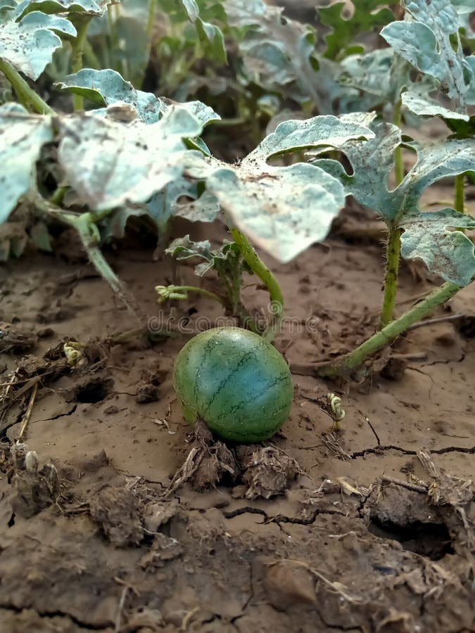 Small Watermelons are Growing in the Fields Stock Photo - Image of ...