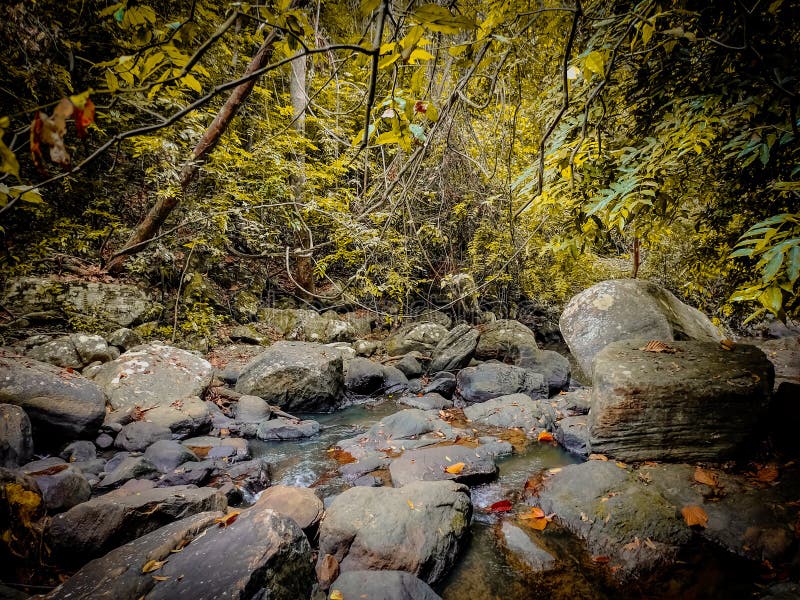 The Small Waterway in Jungle Stock Image - Image of black, colourful ...