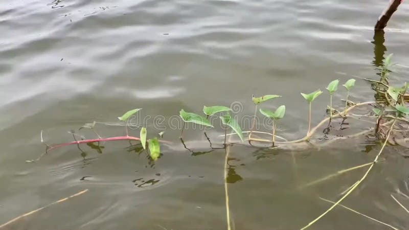 Small Waves of Pond Fish and Wild Plants Stock Video - Video of water ...