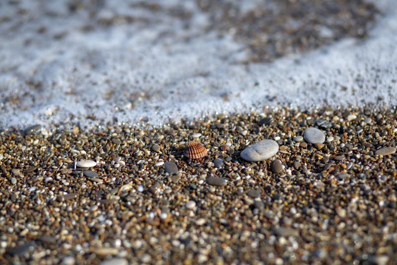 Small Waves, Sand Particles and Seashells by the Sea Stock Image ...