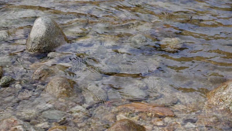 Small Waves in Shallow River, Round Stones Visible Under Clear Water ...