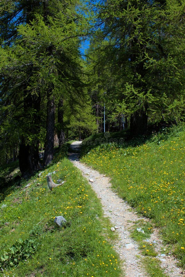 Small Way into a Forest in Saint Moritz in Switzerland 27.5.2020 Stock ...