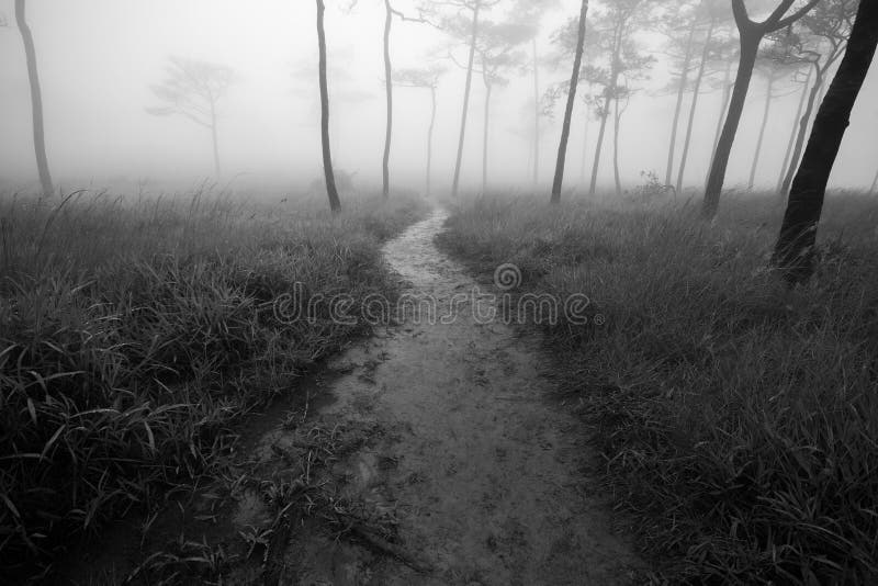 Small Way Meadow To Pine Forest Fog Background Stock Photos - Free ...