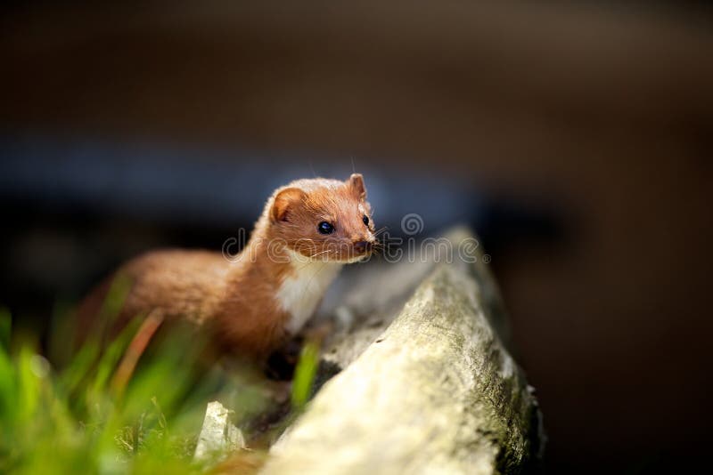 A small weasel stock image. Image of outdoor, carnivore - 18132521