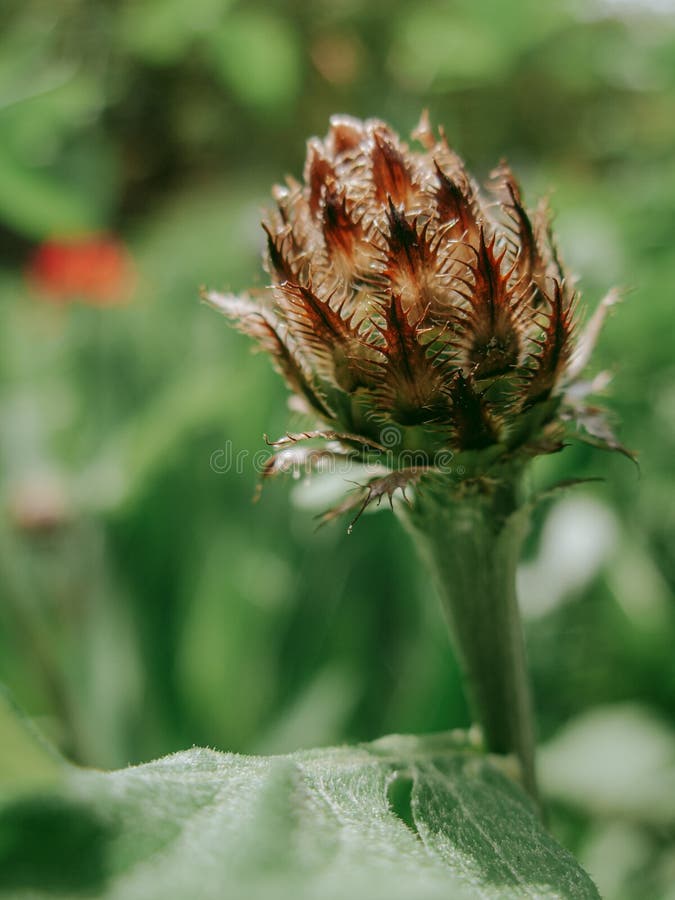 Thorny bud stock photo. Image of nature, spring, flowers - 225406836