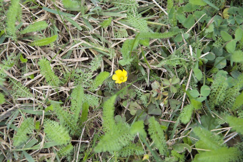 Yellow weed stock image. Image of beauty, spring, multicolored - 76574253