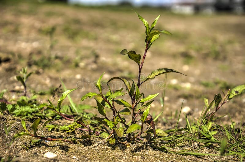 Small Weeds instead of Snow in My Garden in Januar Stock Photo - Image ...