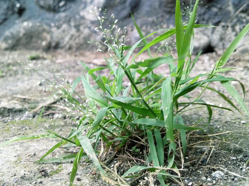 Small Weeds Standing in the Backyard of the House Stock Image - Image ...