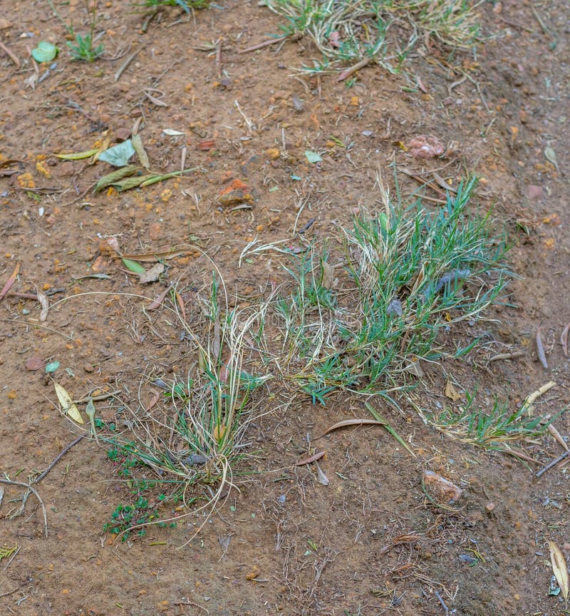 Small Weeds instead of Snow in My Garden in Januar Stock Photo - Image ...