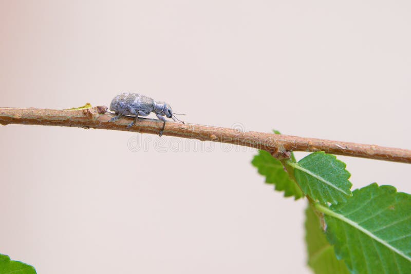 Small weevil stock image. Image of animals, curculio - 242657569