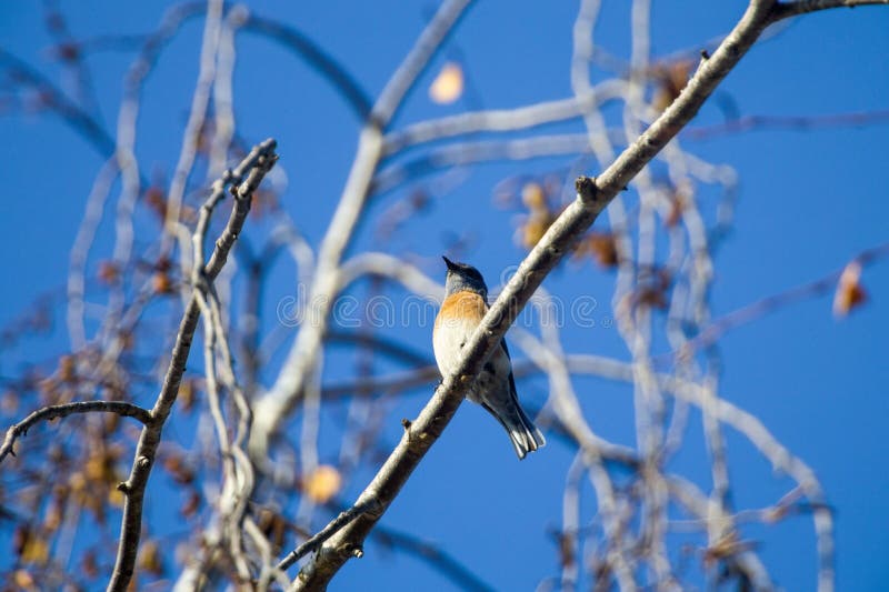 Small Western Bluebird on a Barren Branch of a Deciduous Tree in a ...
