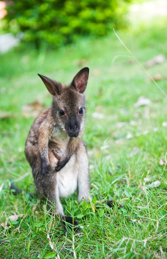 Kangaroos stock image. Image of friend, ears, wildlife - 326005