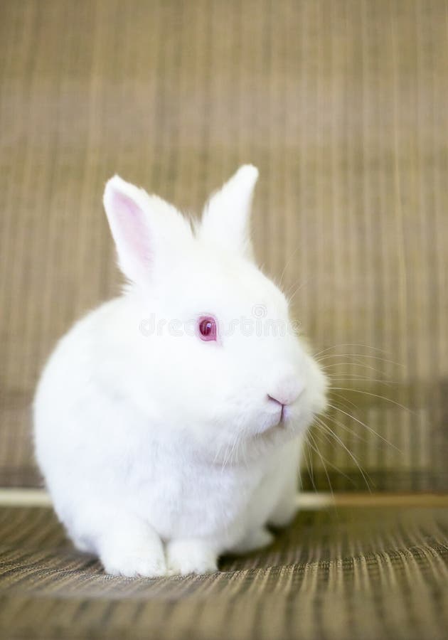 A Small White Albino Dwarf Rabbit with Red Eyes Stock Image - Image of ...