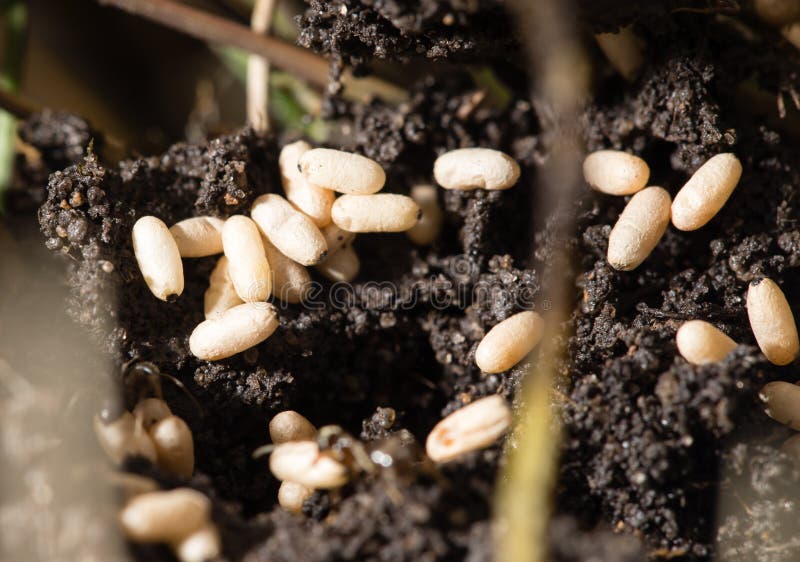 Small White Ant Larvae in Nature Stock Photo - Image of fauna, small ...