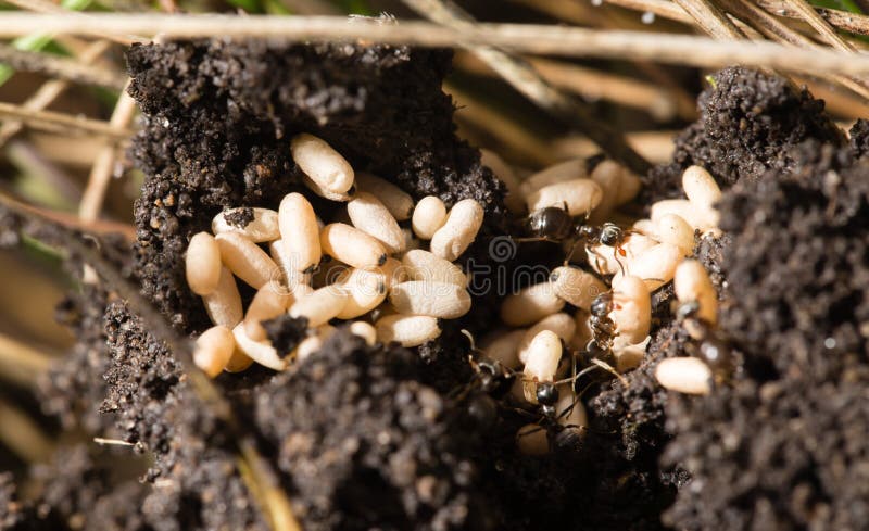 Small White Ant Larvae in Nature Stock Photo - Image of wildlife ...
