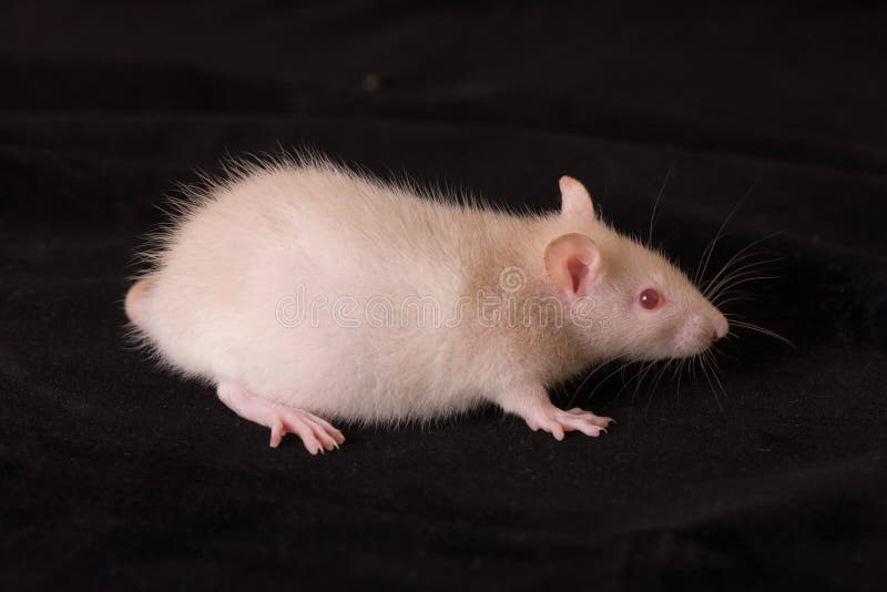 Portrait of a small rat stock image. Image of white, rodent - 12581925