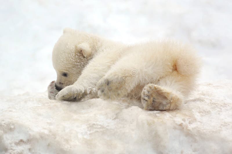 Small white bear cub stock image. Image of clumsy, wool - 23891381
