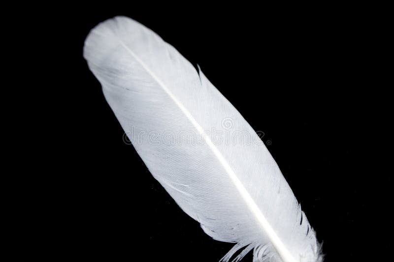 Small White Bird Feather on a Black Background Stock Image - Image of ...