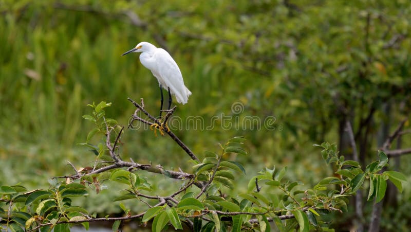 Small White Bird Perching on a Tree Branch Stock Photo - Image of ...