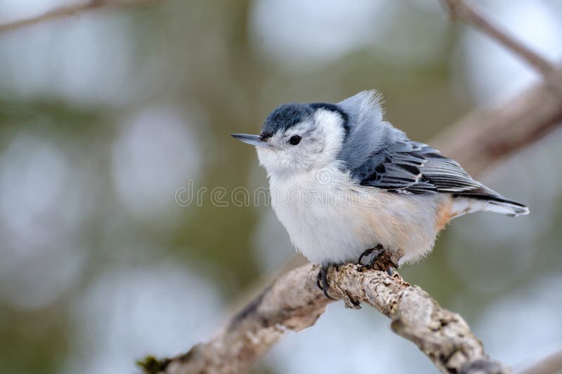 Small White Bird Resting on a Leafy Branch Stock Photo - Image of white ...