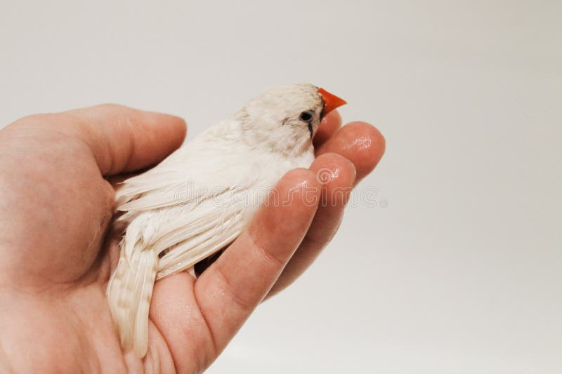 Bird zebra finch in hand stock photo. Image of livestock - 191390292
