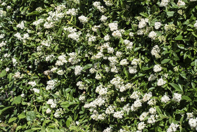 Small White Blossoms at a Flowering Privet Hedge Stock Image - Image of ...
