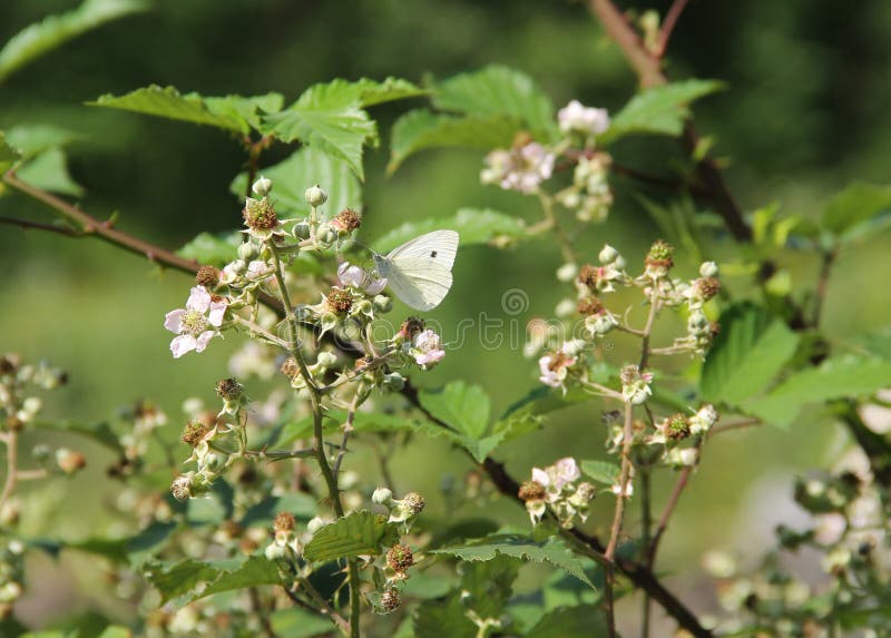 The Small White on the Bramble Stock Image - Image of blooming, fragile ...