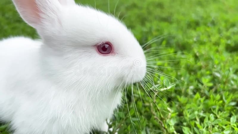 A Small White Bunny with Big Red Eyes, he Eats Green Grass. Beautiful ...