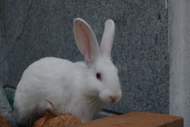 A Small White Rabbit Sits Near the Edge of a Wall Stock Image - Image ...