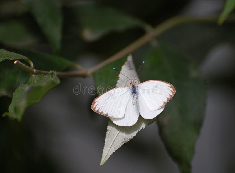 Small White Butterfly With Brown Edged Wings Stock Photo - Image: 56646716