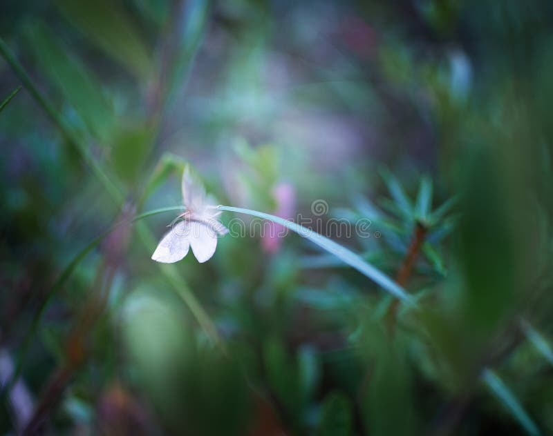 White Night Moth in the Grass Stock Image - Image of botany, meadow ...