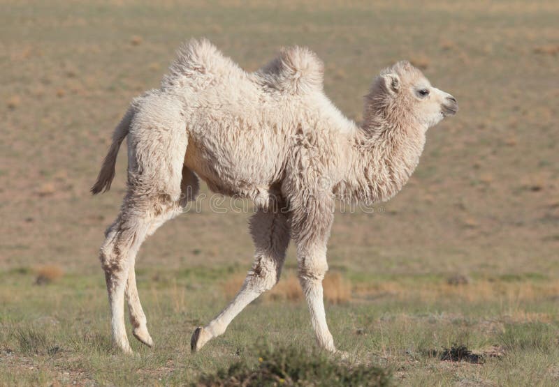 White Camel In The Kuwait Desert Stock Image - Image of clouds, extreme ...
