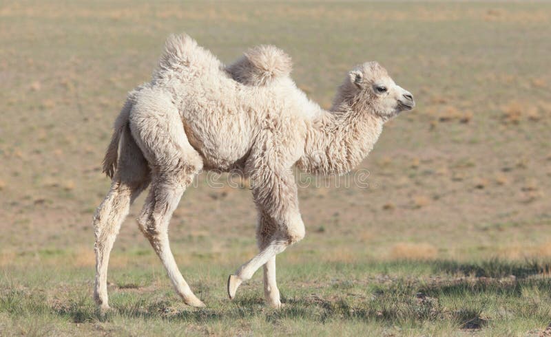 White Camel In The Kuwait Desert Stock Image - Image of clouds, extreme ...
