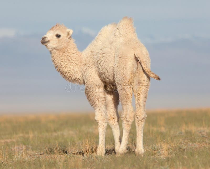White Camel In The Kuwait Desert Stock Image - Image of clouds, extreme ...
