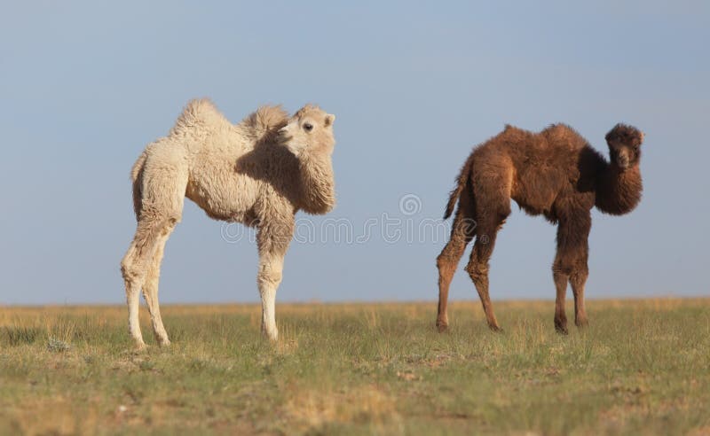 Small white camel stock image. Image of backgrounds, hair - 45508137