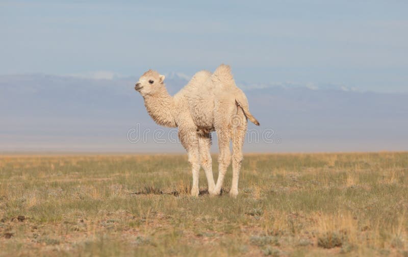 A white Camel stock image. Image of animal, fluffy, captive - 48307843