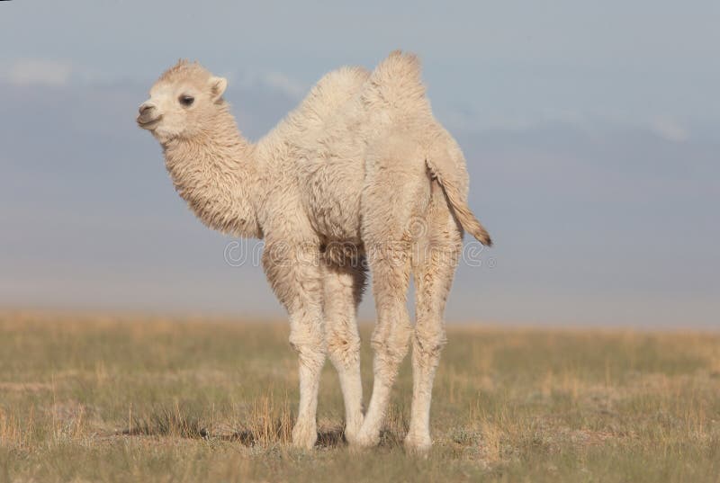 170+ White camel Free Stock Photos - StockFreeImages