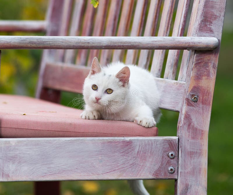 Small White Cat Playing in Garden Stock Photo - Image of playful, fall ...