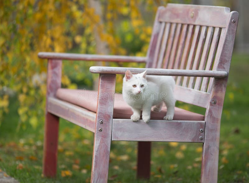 Small White Cat Playing in Garden Stock Photo - Image of park, yellow ...