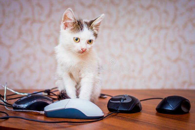 Small White Cat Sits on a Table among Computer Mouses_ Stock Photo ...