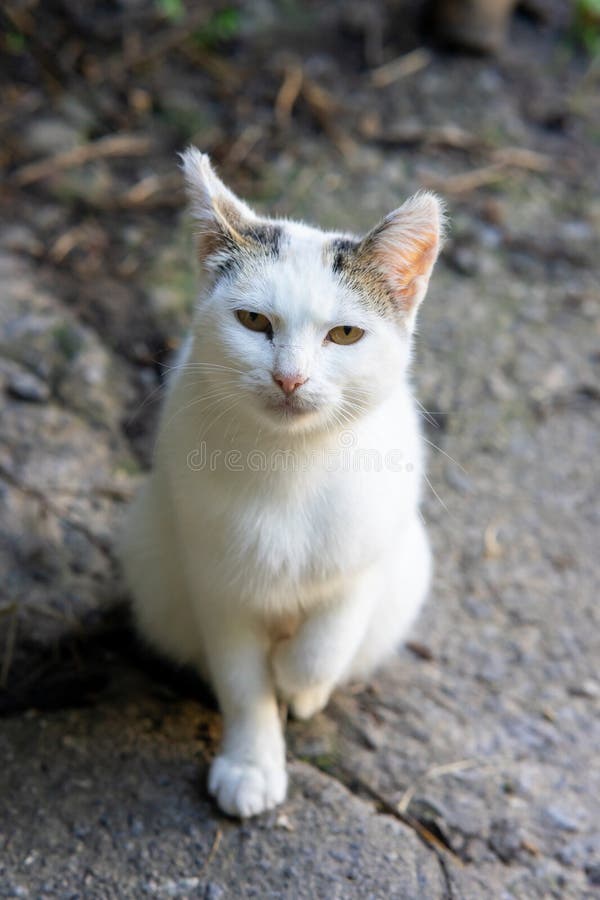 A Small White Cat with Spots on the Ears Stock Image - Image of fluffy ...