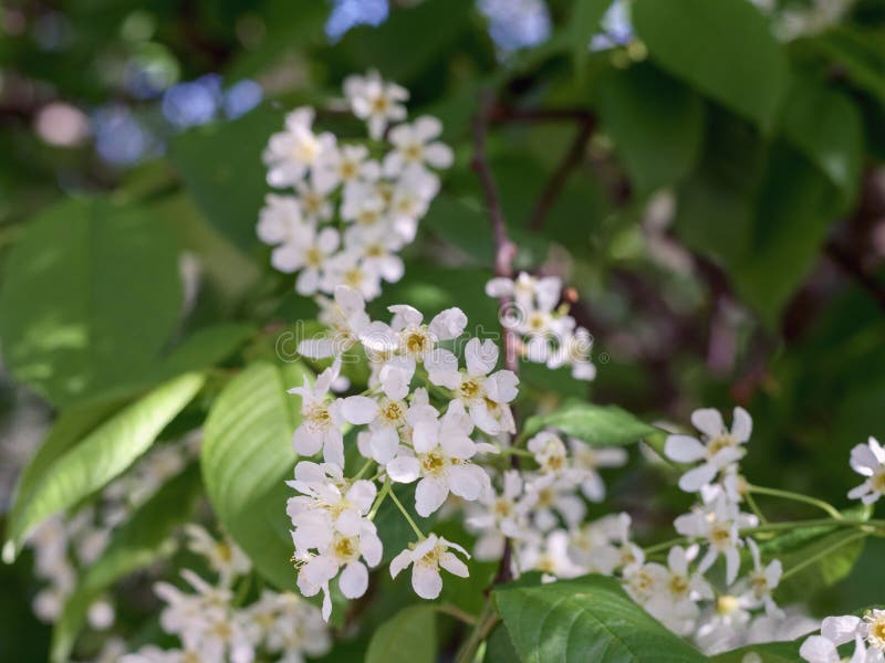 .small White Cherry Blossoms on a Tree Branch Stock Photo - Image of ...