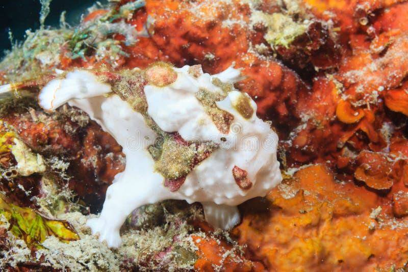 Small white Clown Frogfish stock photo. Image of nature - 42195290