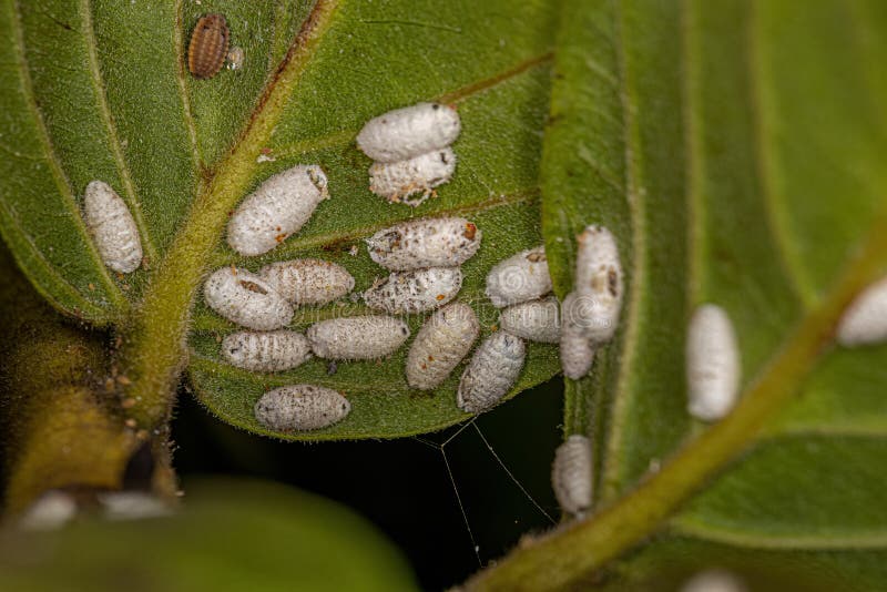 Small white cocoons stock image. Image of insects, natural - 263481449