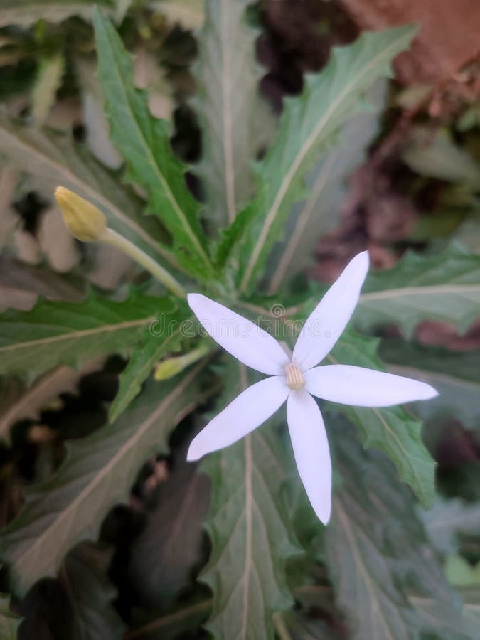 Colok Stock Photos - Free & Royalty-Free Stock Photos from Dreamstime