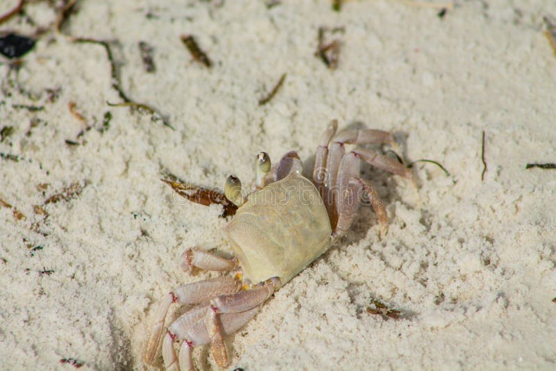 Small White Crab on Sand Beach Stock Photo - Image of ball, eyes: 99323930