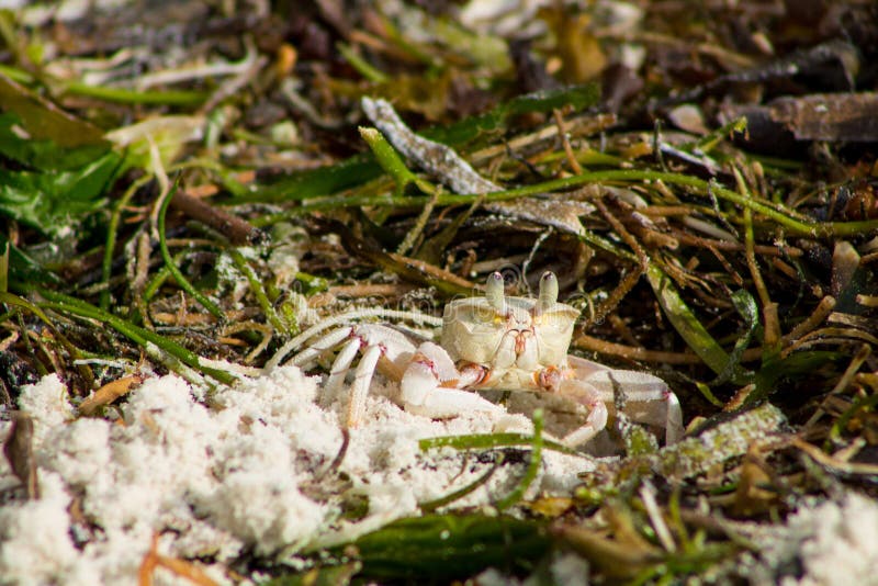 White Crab On Sand Beach At Smmer Seaside Stock Image - Image of tiny ...