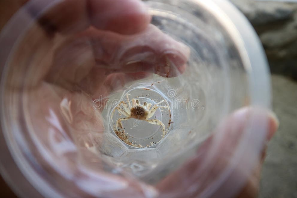 A Small, White Crab Trapped Inside a Clear Plastic Cup Stock Image ...
