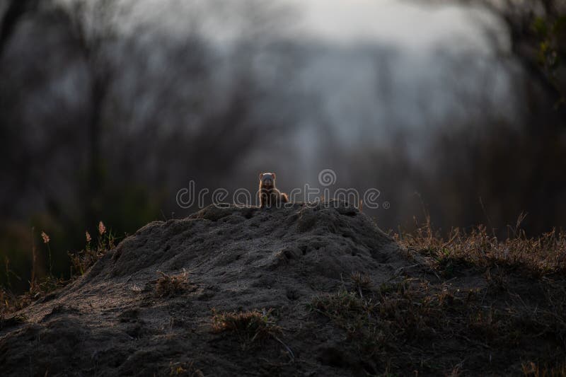 245 White Sand Trees Habitat Stock Photos - Free & Royalty-Free Stock ...