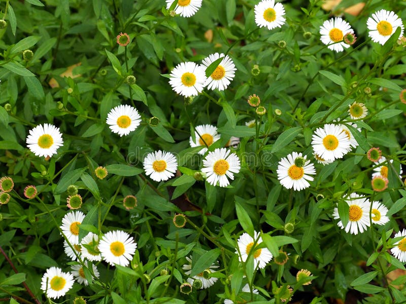 Small White and Yellow Daisies in Sintra Portugal Stock Image - Image ...